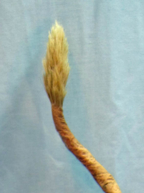 Paper Mache Dragon-like Cat- finished! | Gourmet Paper Mache Blog